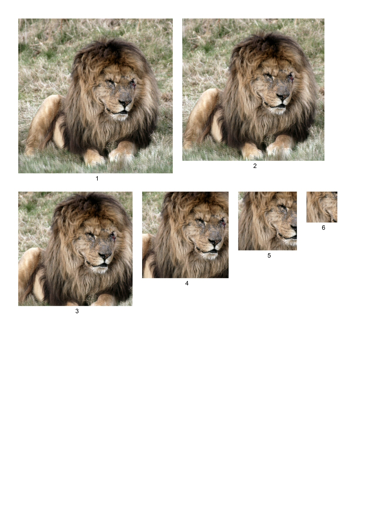 Animals, Birds and Fish Pyramid Sheets (Photo) - Page 4 of 6
