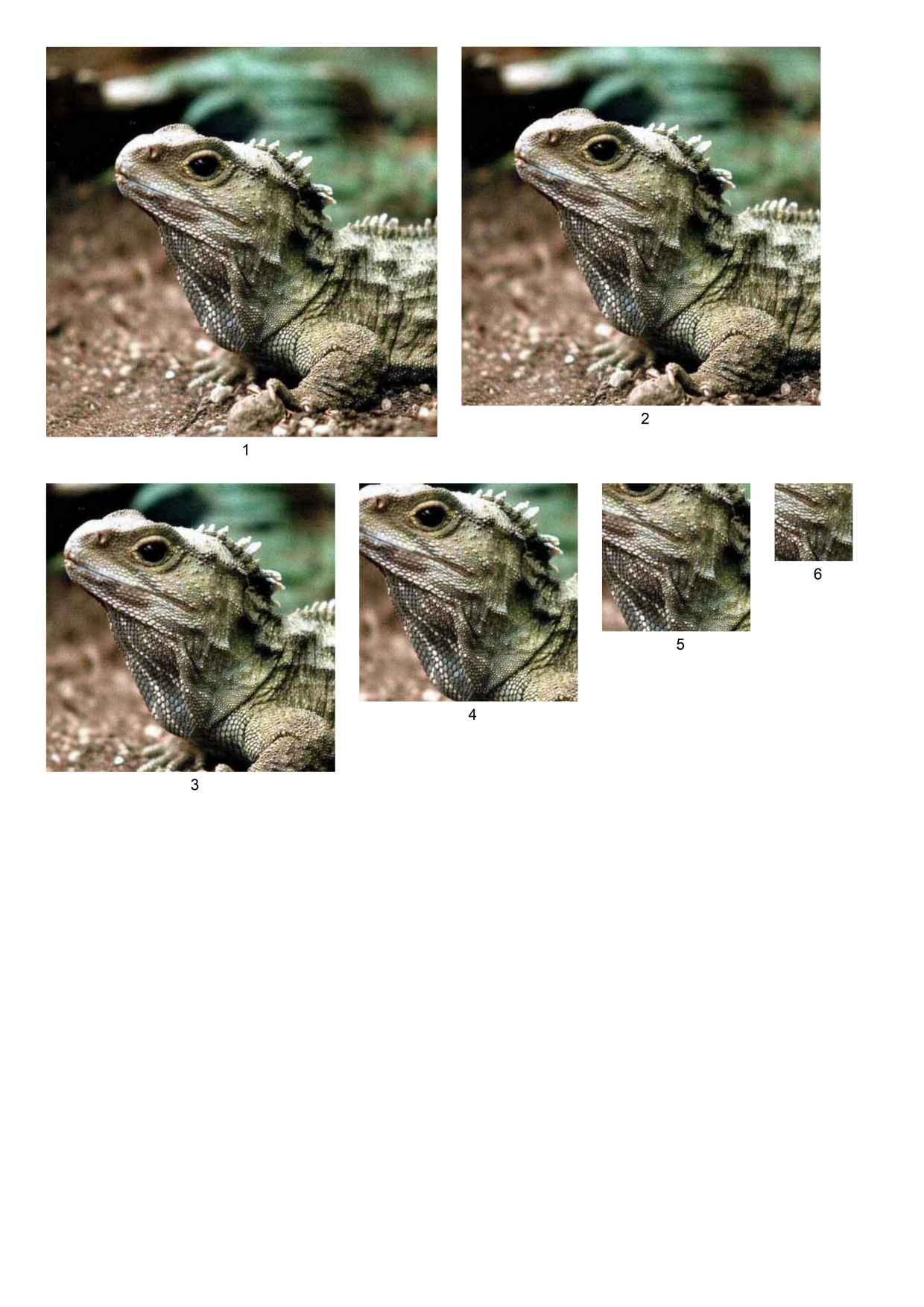 Animals, Birds and Fish Pyramid Sheets (Photo) - Page 4 of 6
